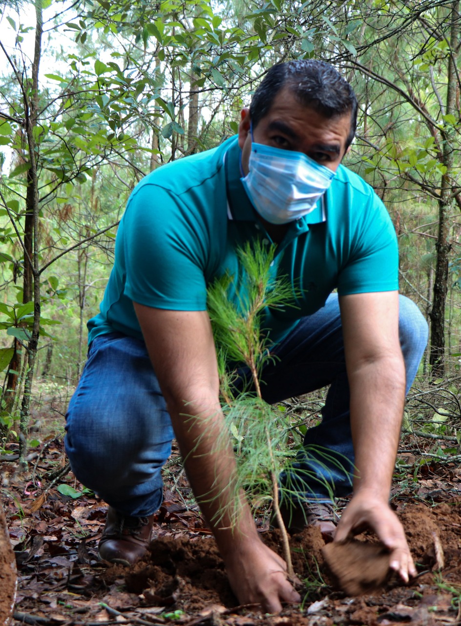 Plantan Más De 2 Mil árboles A Través De La Campaña De Reforestación