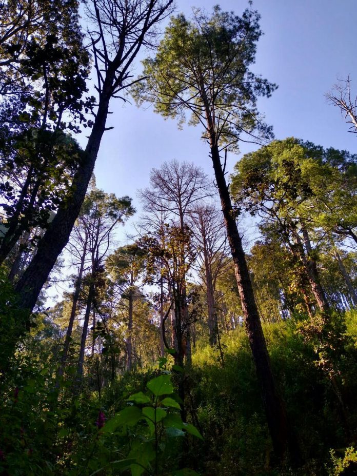 Morelia cuenta ya con un cinturón verde de protección ambiental: Secma ...