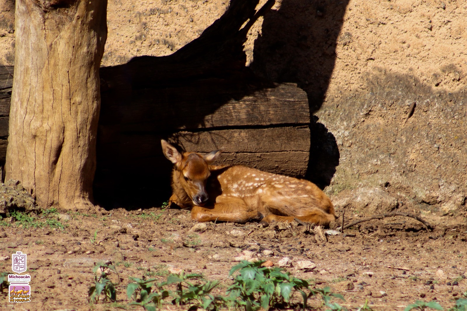 Nacen tres crías de ciervo canadiense en el Zoológico de Morelia. – El ...