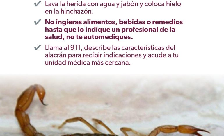¿Sabes qué hacer en caso de picadura de alacrán? La SSM te explica – El Clarín