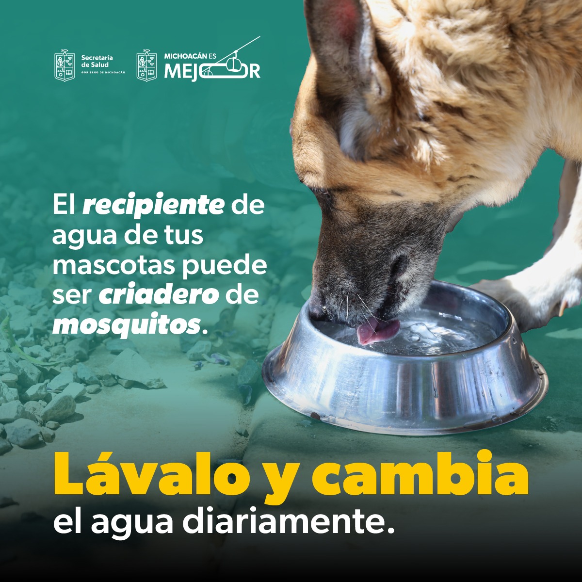 SSM te dice cómo combatir el dengue en casa: lava, tapa, voltea y tira ...